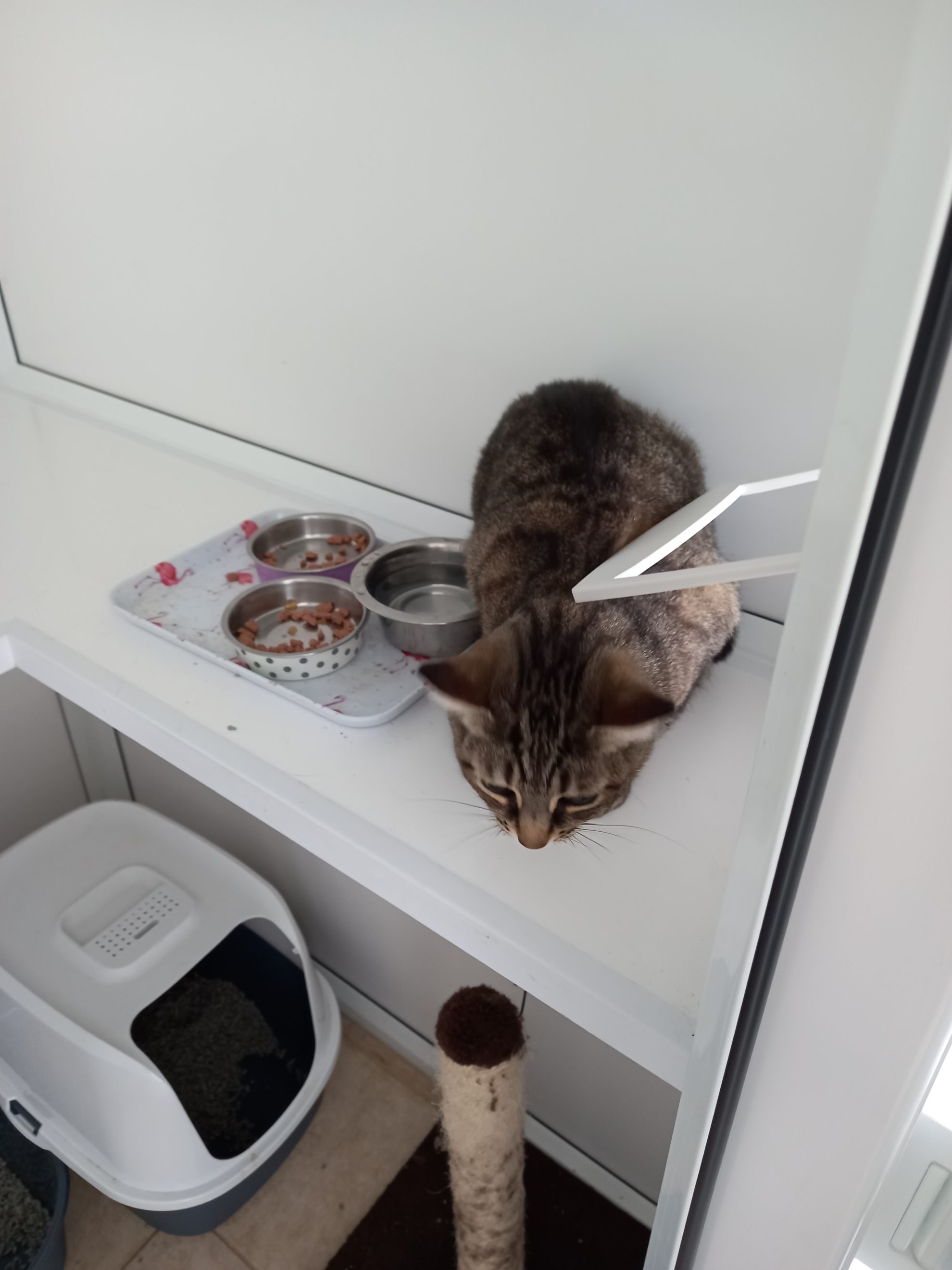 Adopt a Cat – Animal Welfare Suffolk