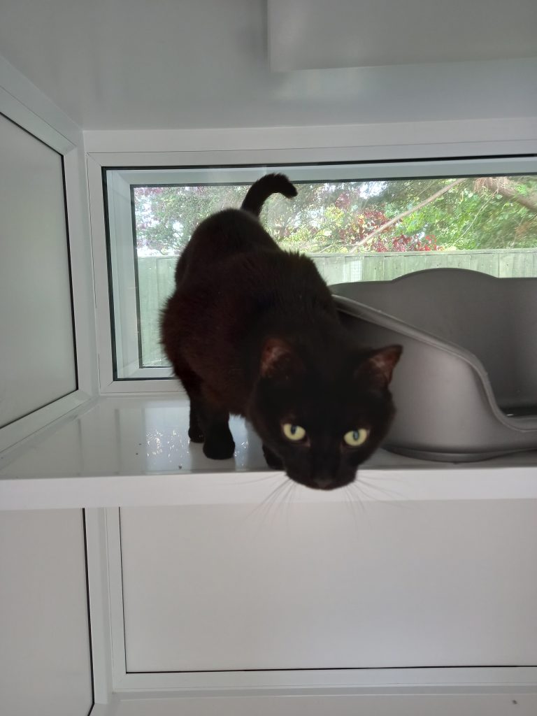 Adopt a Cat – Animal Welfare Suffolk