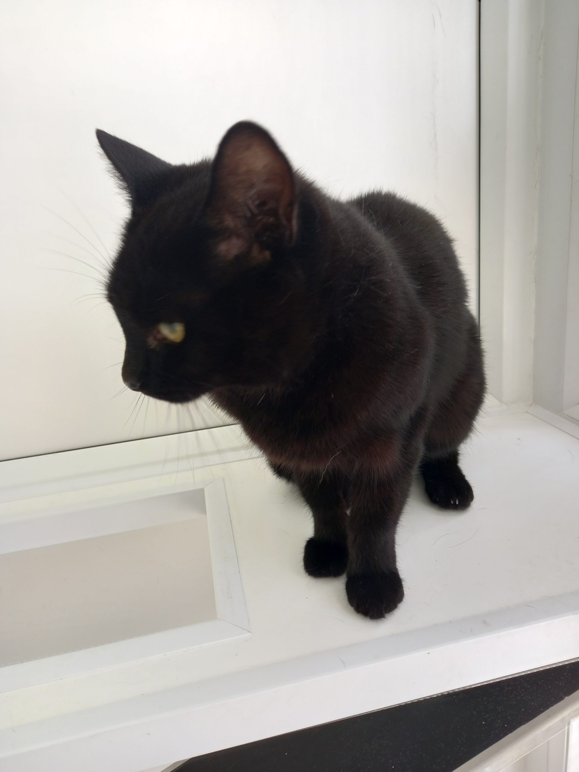Adopt a Cat – Animal Welfare Suffolk
