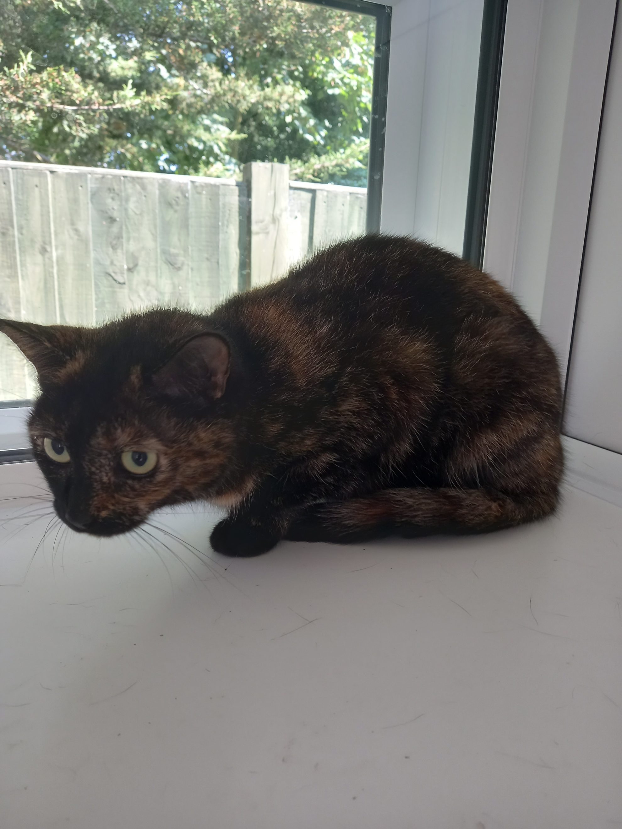 Adopt a Cat – Animal Welfare Suffolk