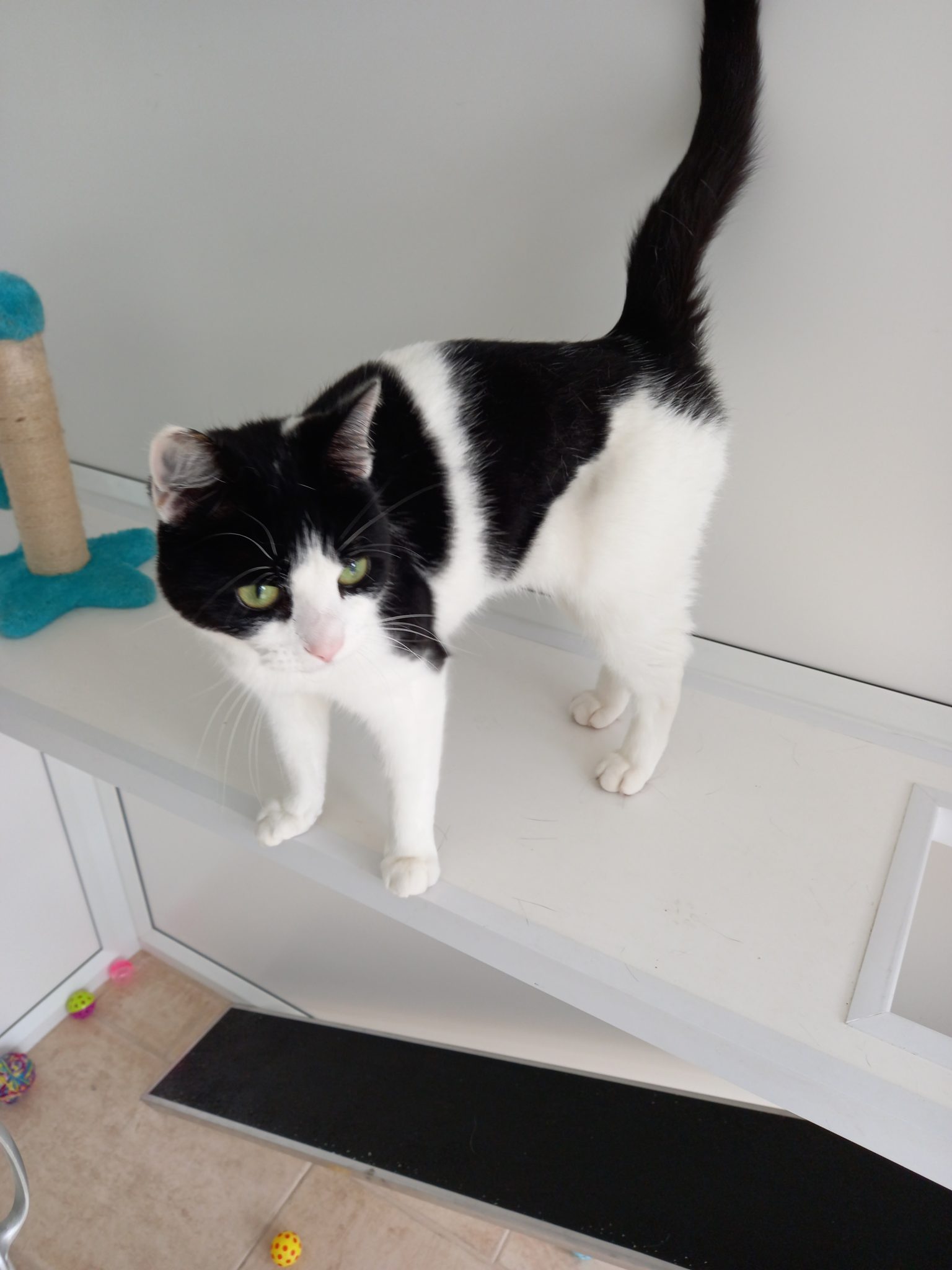 Adopt a Cat – Animal Welfare Suffolk