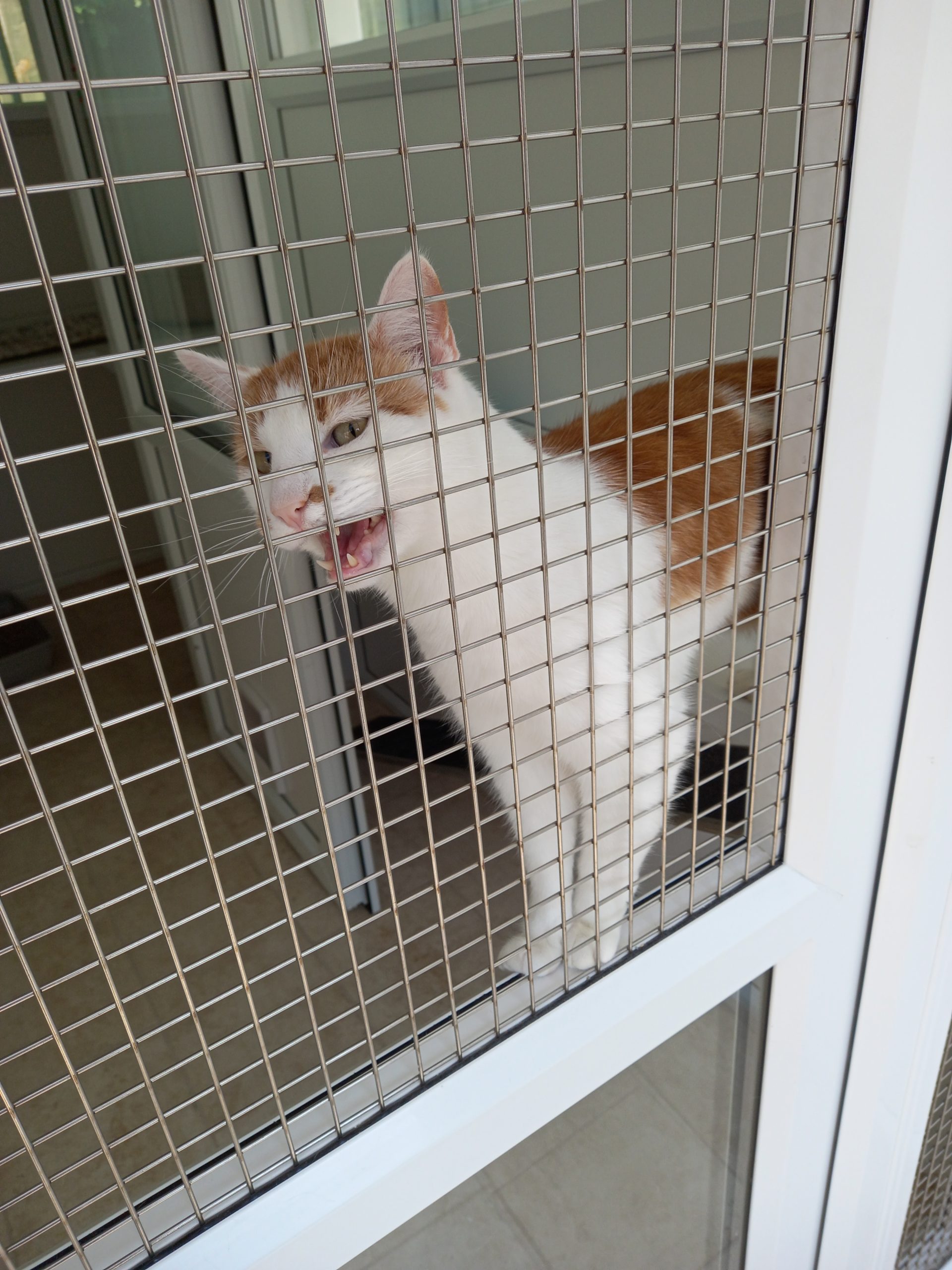Adopt a Cat – Animal Welfare Suffolk