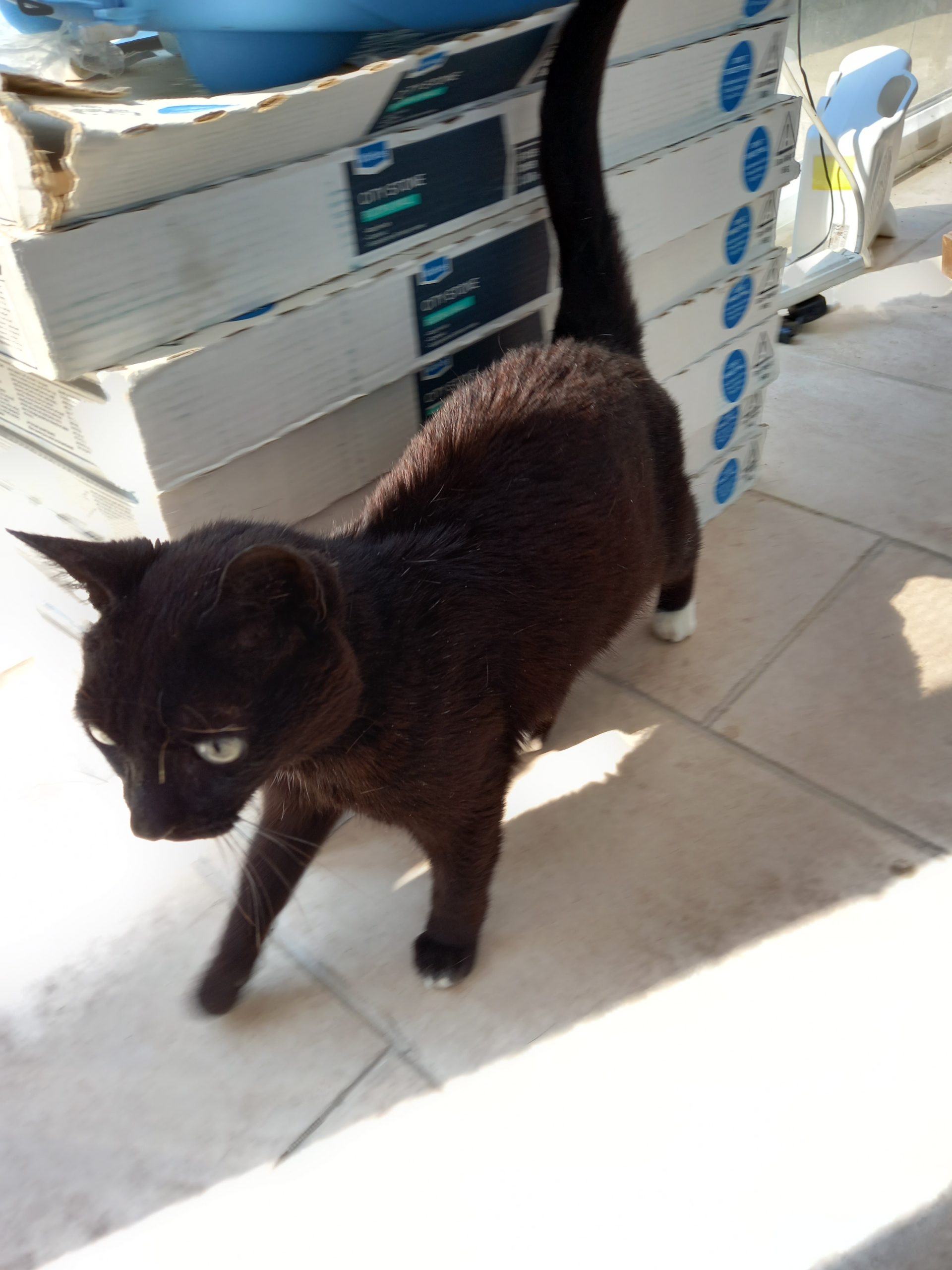 Adopt a Cat – Animal Welfare Suffolk