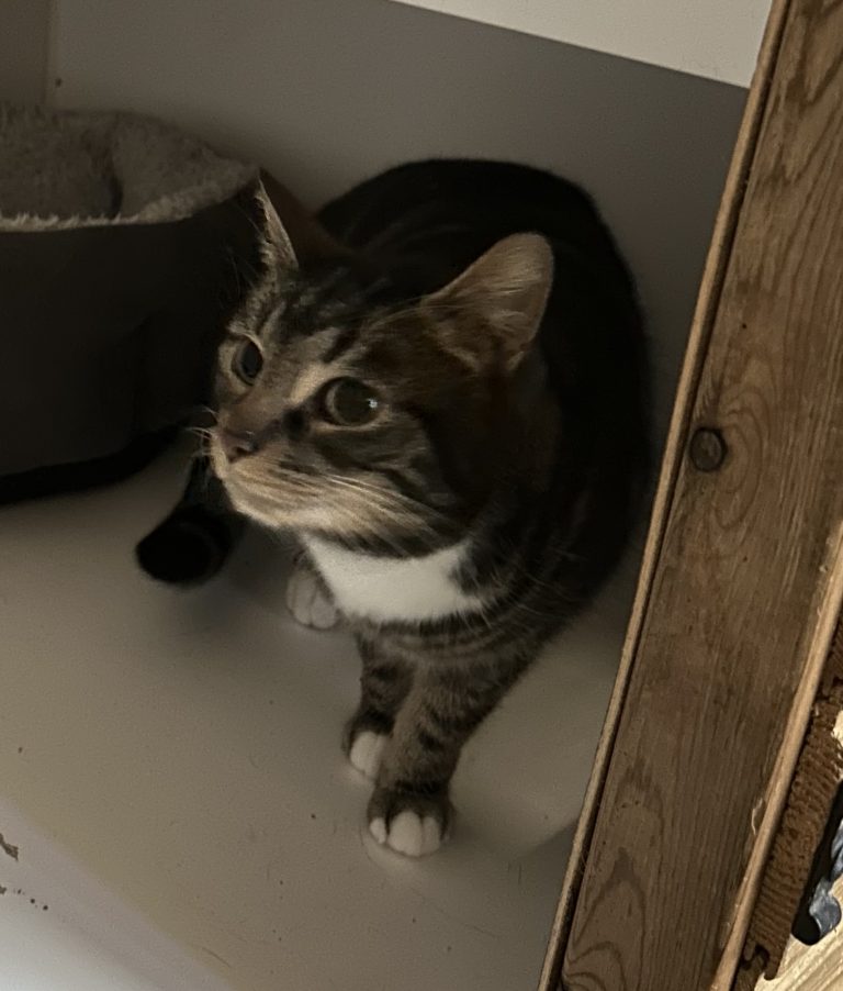 Adopt a Cat – Animal Welfare Suffolk