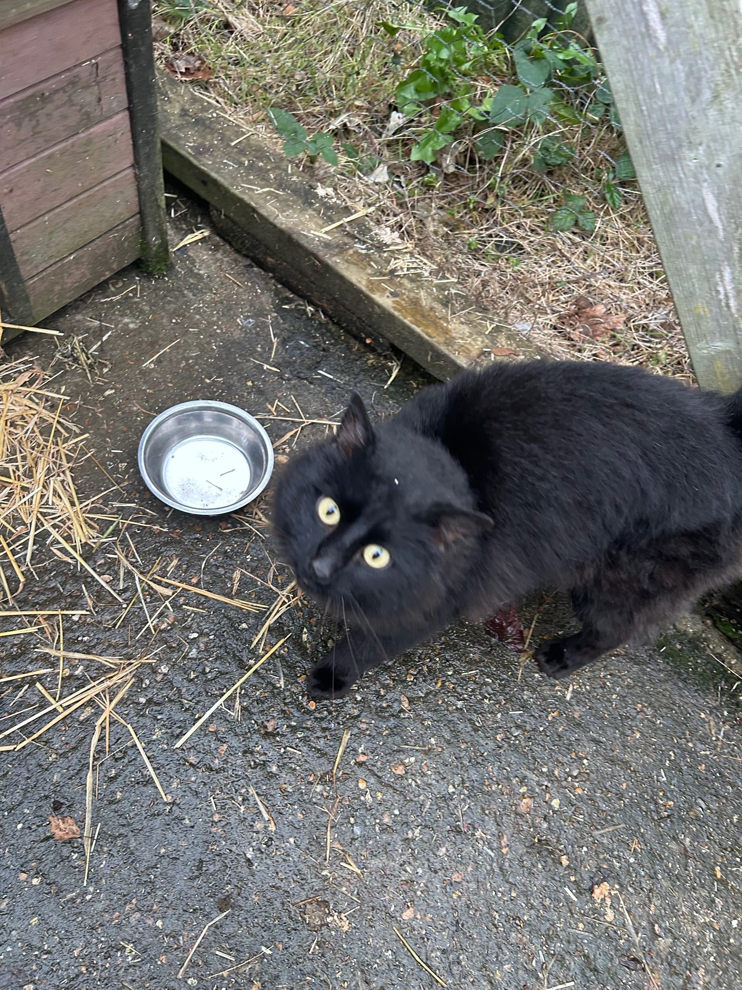 Adopt a Cat – Animal Welfare Suffolk