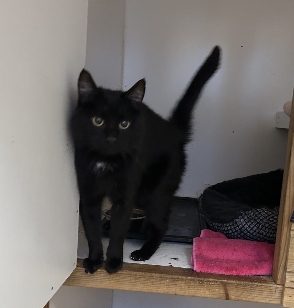 Adopt a Cat – Animal Welfare Suffolk