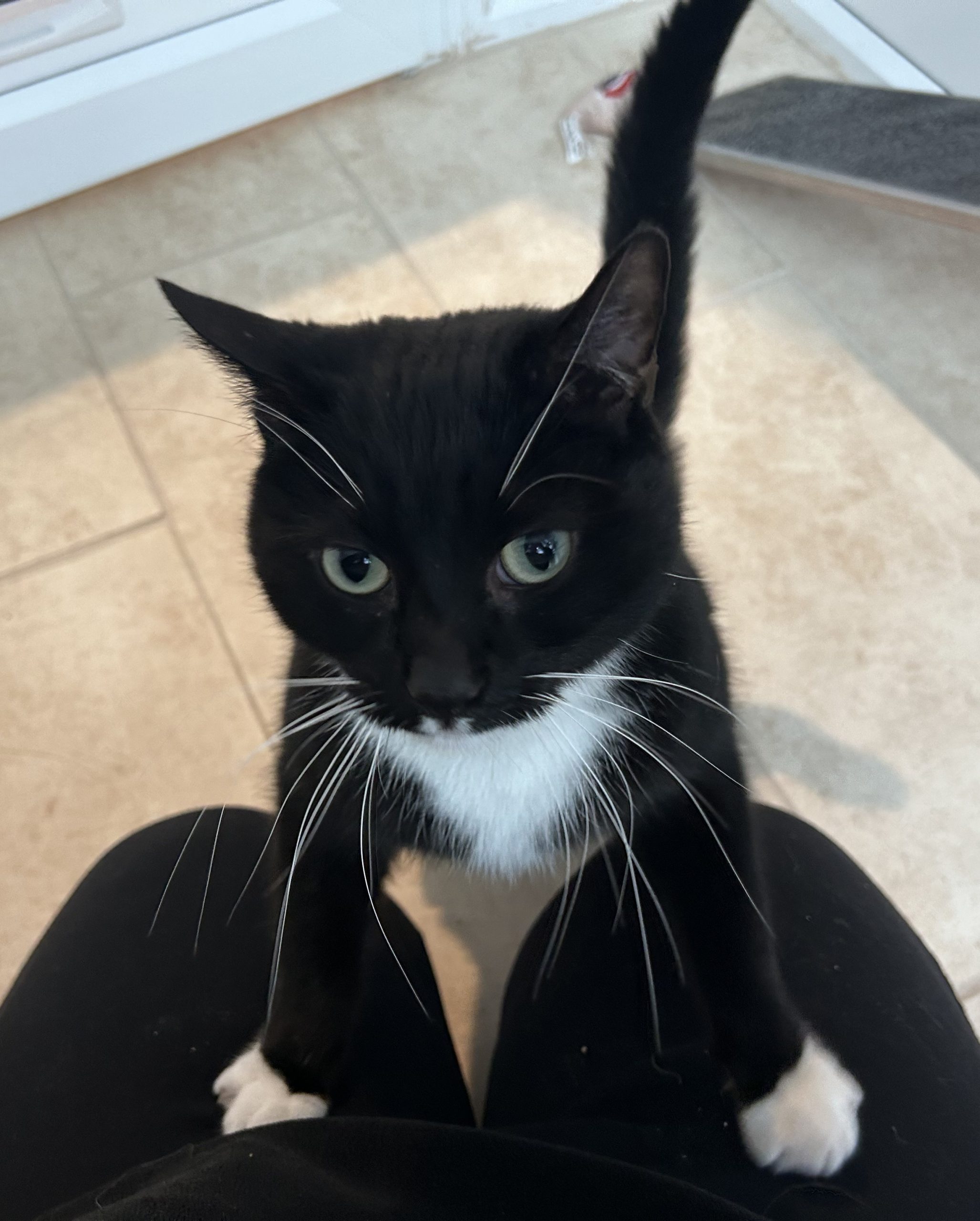 205 Moses – Animal Welfare Suffolk