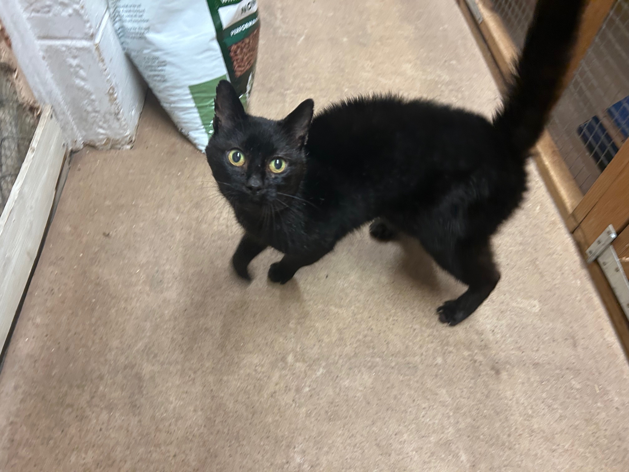 Adopt a Cat – Animal Welfare Suffolk