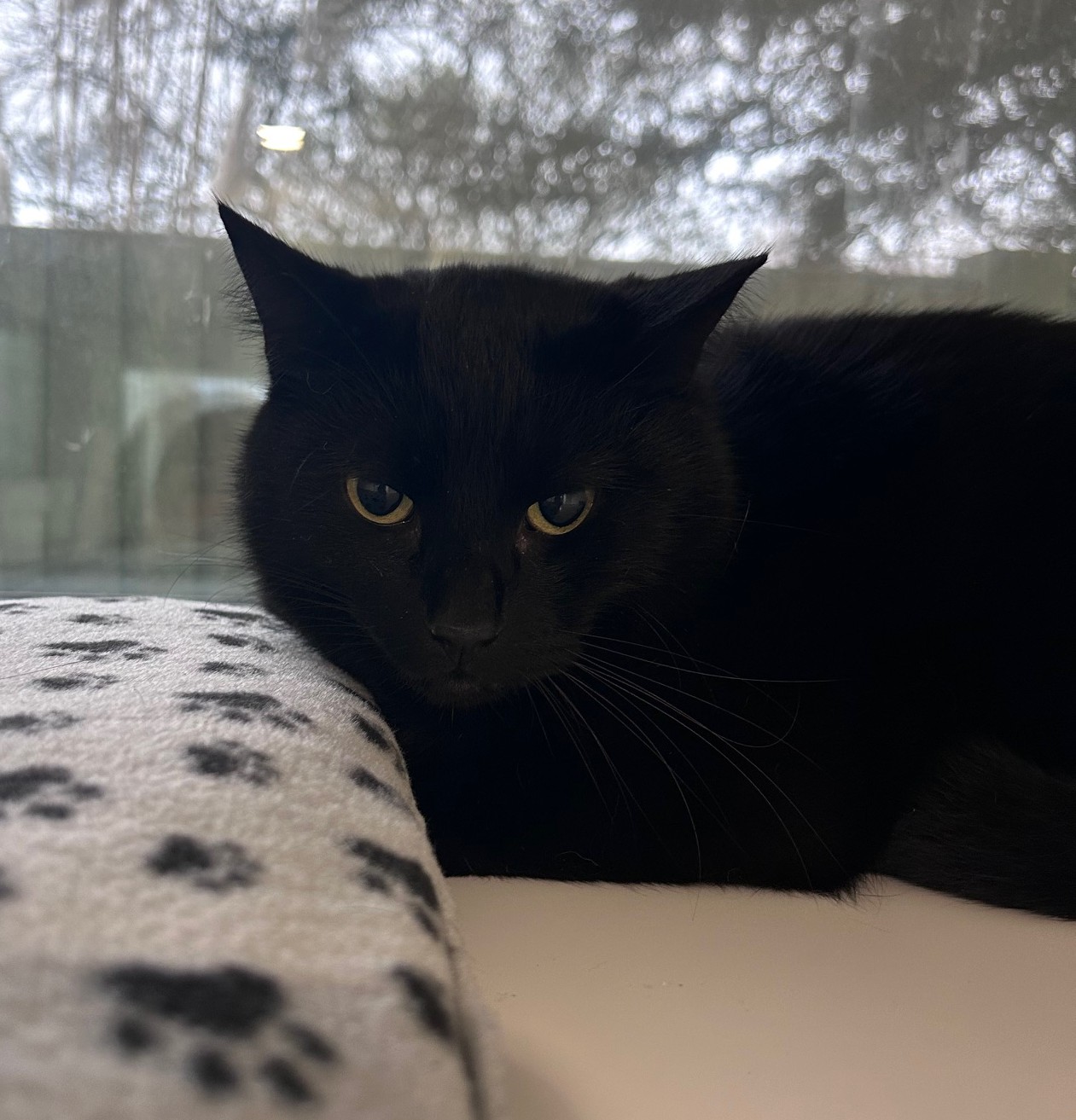 Adopt a Cat – Animal Welfare Suffolk