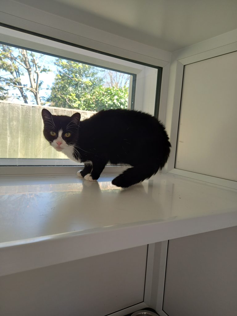 Adopt a Cat – Animal Welfare Suffolk
