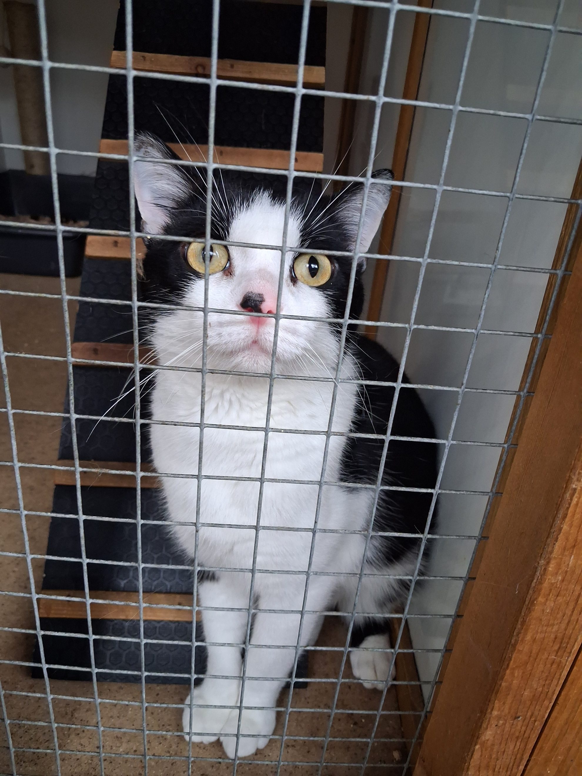 Adopt a Cat – Animal Welfare Suffolk