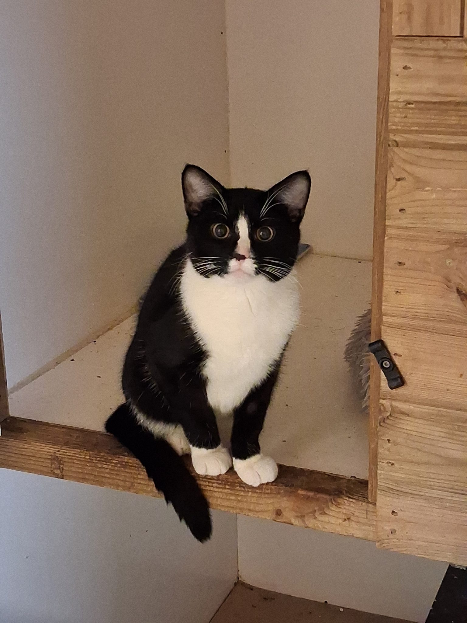 Adopt a Cat – Animal Welfare Suffolk