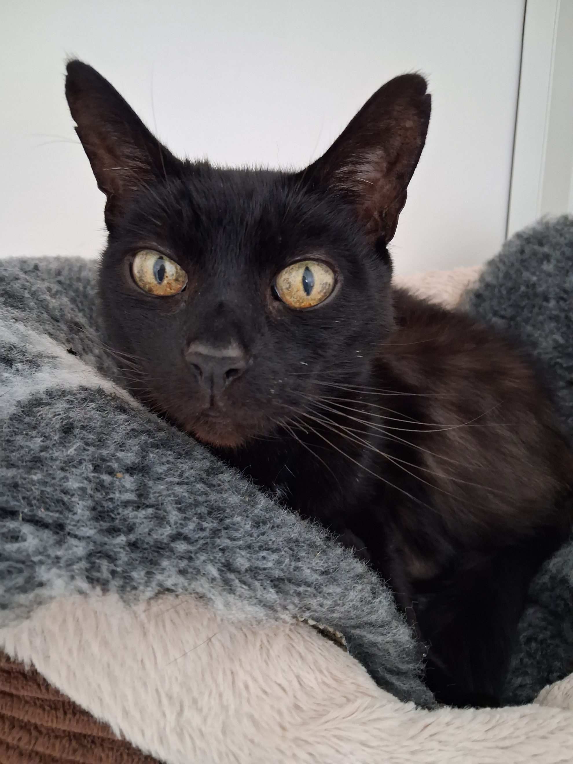 Adopt a Cat – Animal Welfare Suffolk