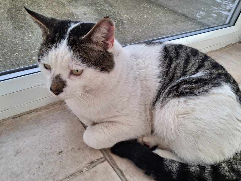 Adopt a Cat – Animal Welfare Suffolk