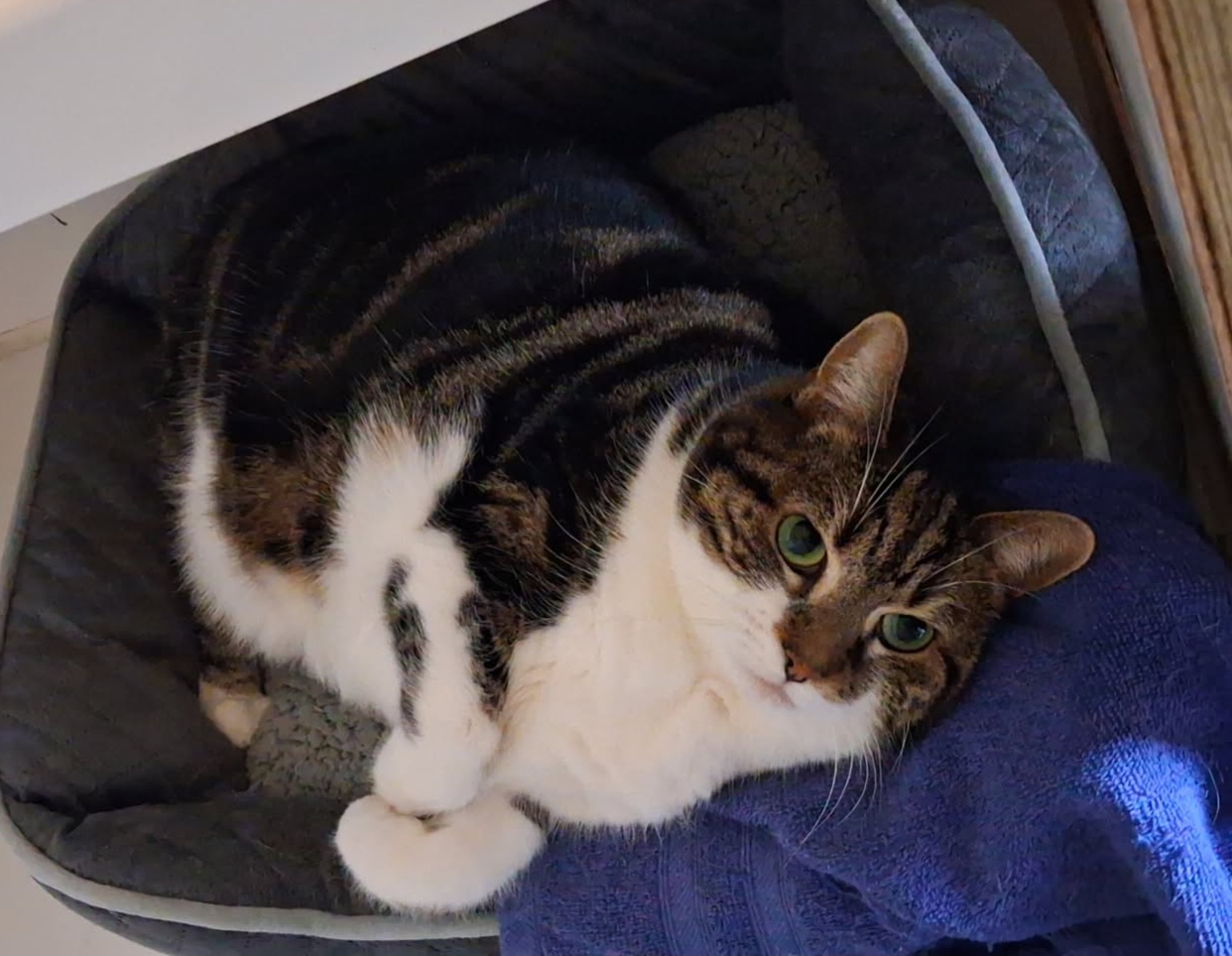 Adopt a Cat – Animal Welfare Suffolk