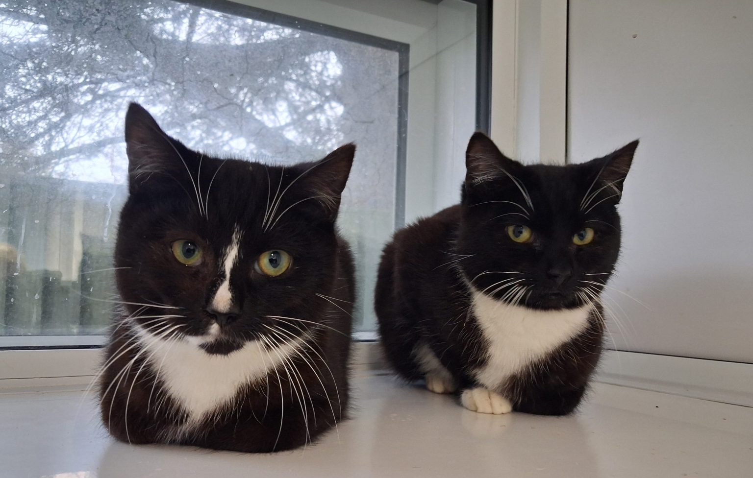 Adopt a Cat – Animal Welfare Suffolk