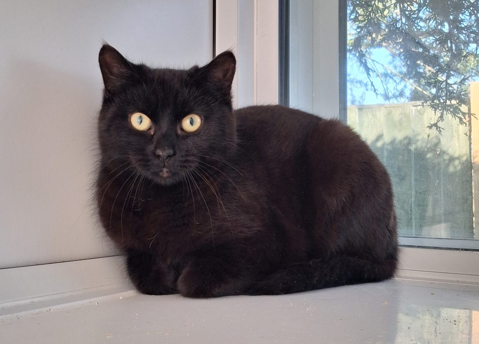Adopt a Cat – Animal Welfare Suffolk