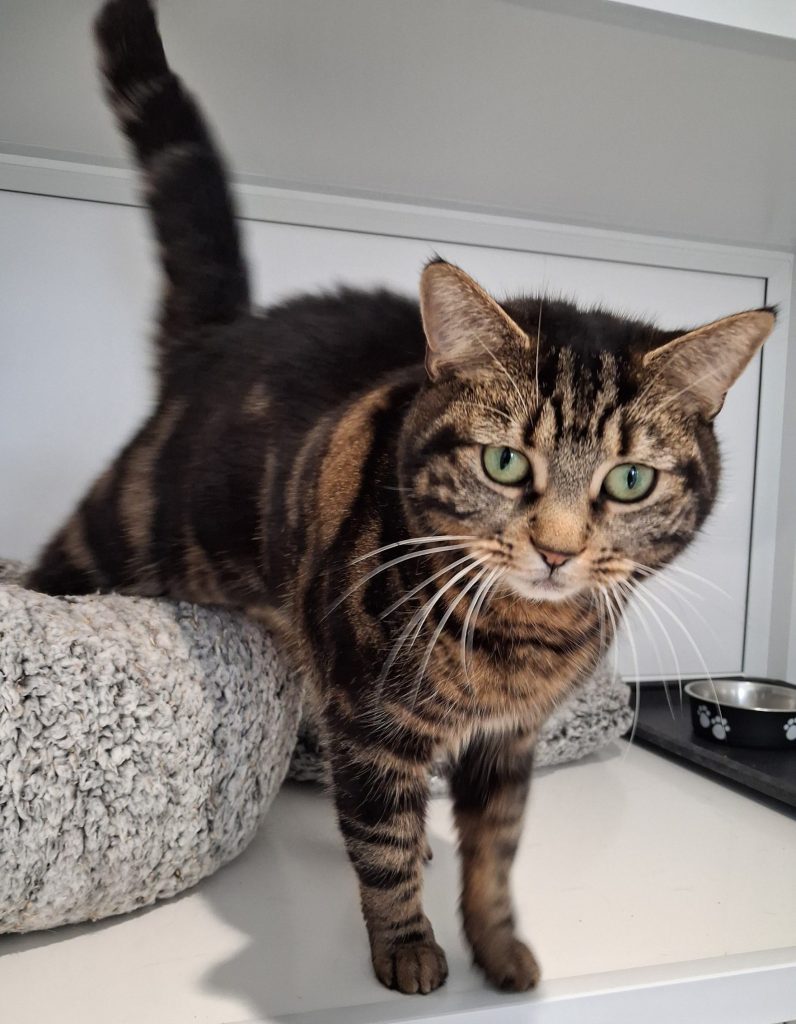 Adopt a Cat – Animal Welfare Suffolk