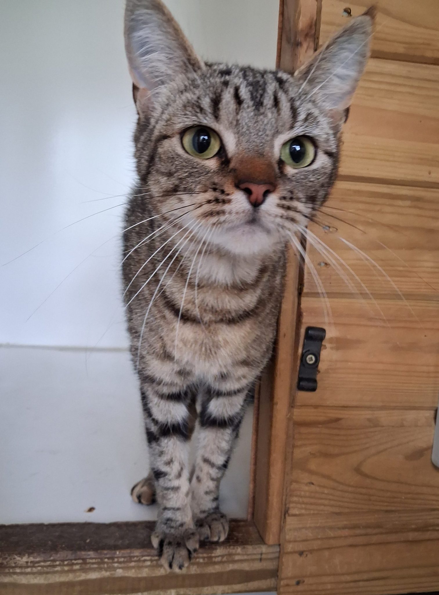 Adopt a Cat – Animal Welfare Suffolk